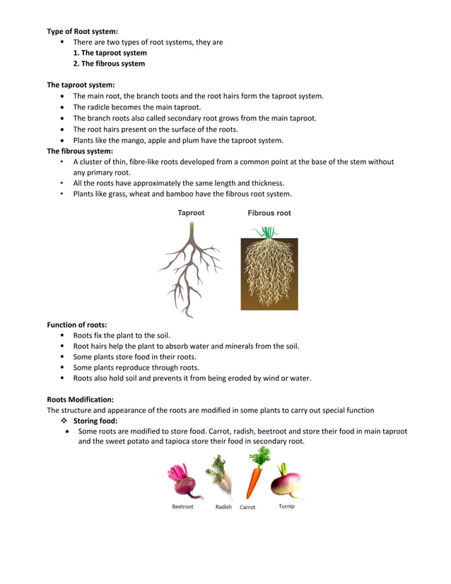 1. Plant structure and function.pdf