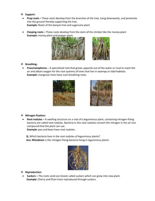 Plant Structure And Function Worksheet