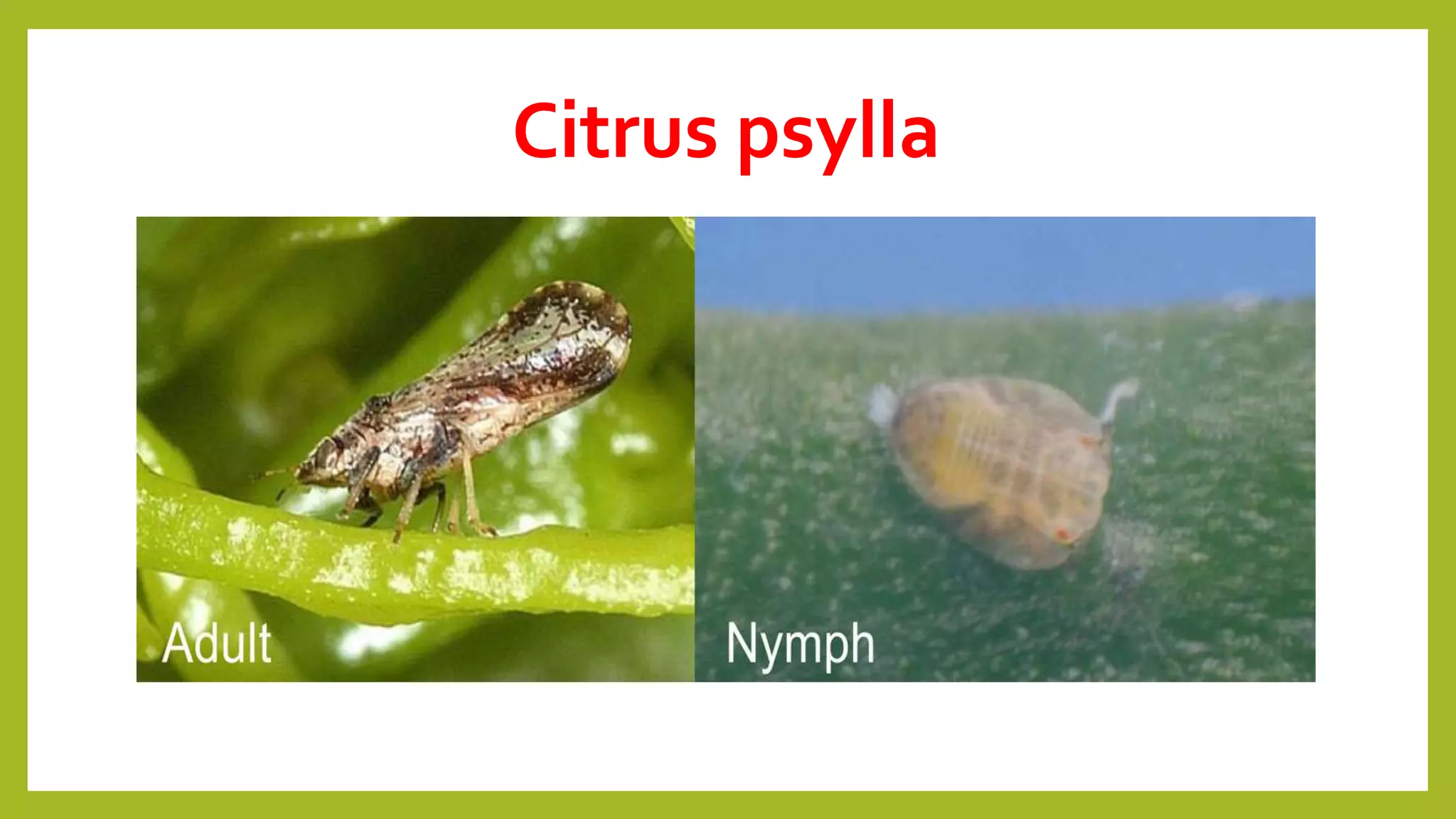 Pests of citrus | PPTX