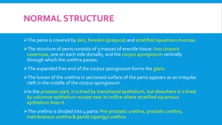 1. PATHOLOGIES OF THE PENIS.pptx