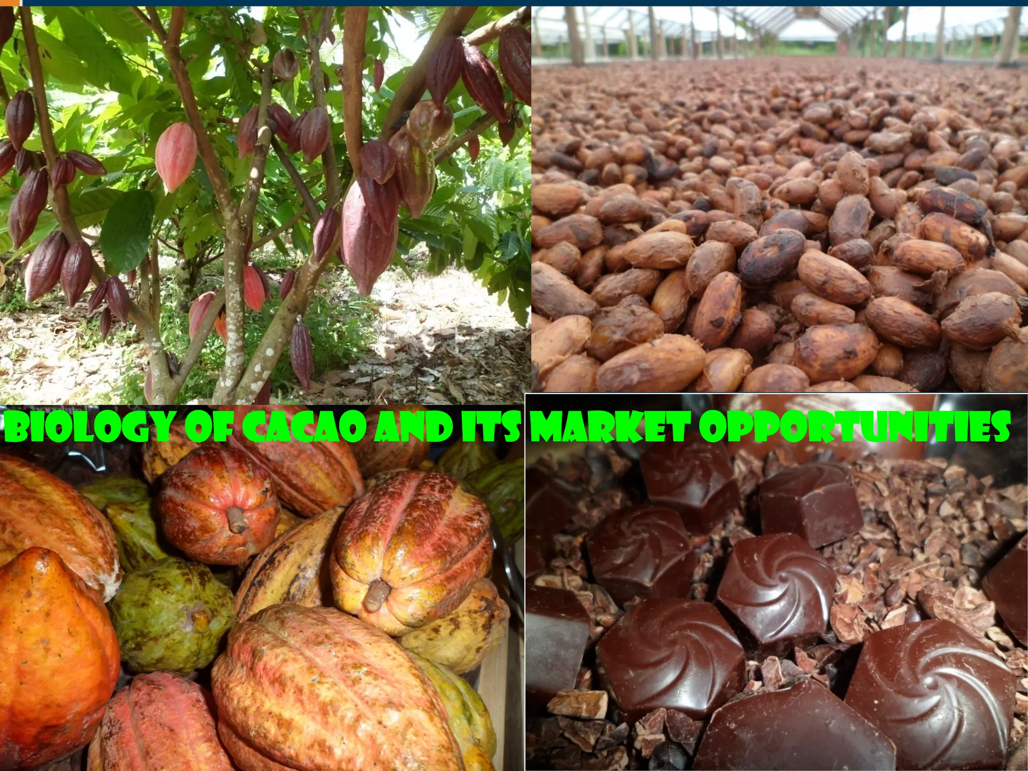 1. Biology of cacao.ppt new.pdf