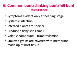 1. WHEAT DISEASES.pptx