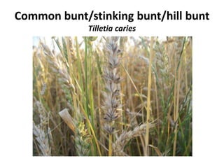1. WHEAT DISEASES.pptx