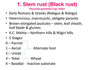 1. WHEAT DISEASES.pptx
