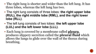 1. Respiratory System.pptx