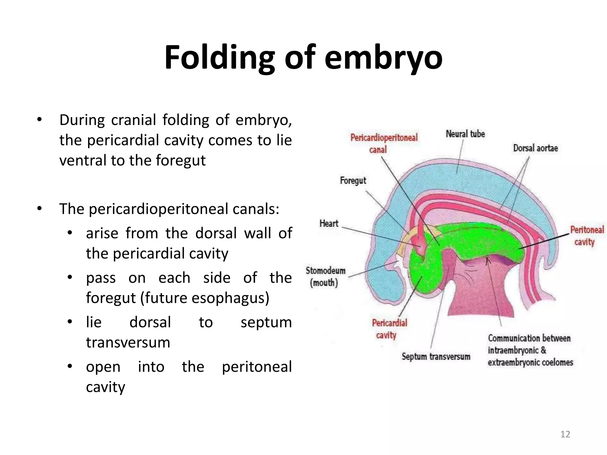 1. DEVELOPMENT of BODY CAVITY.pptx