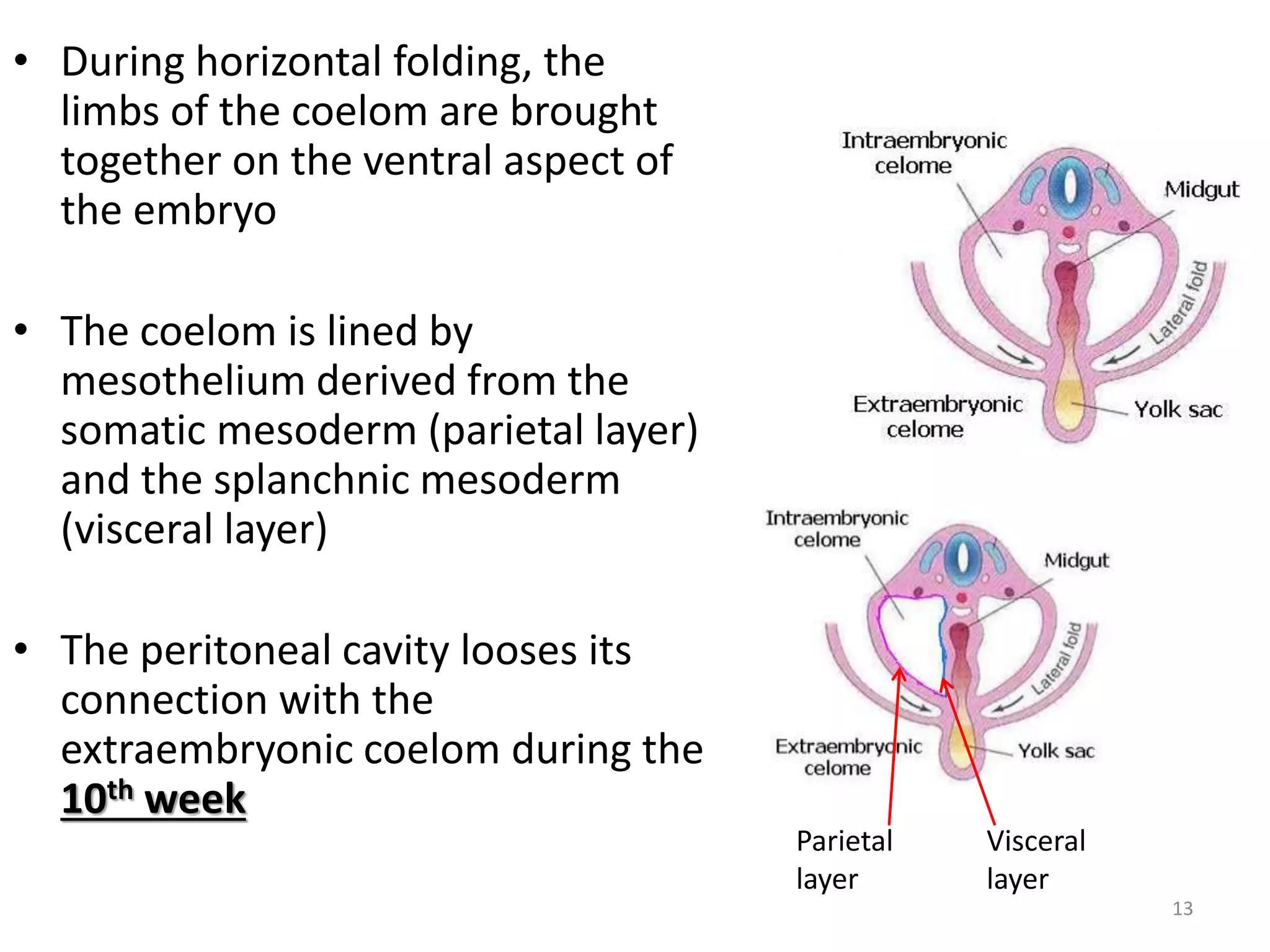 1. DEVELOPMENT of BODY CAVITY.pptx