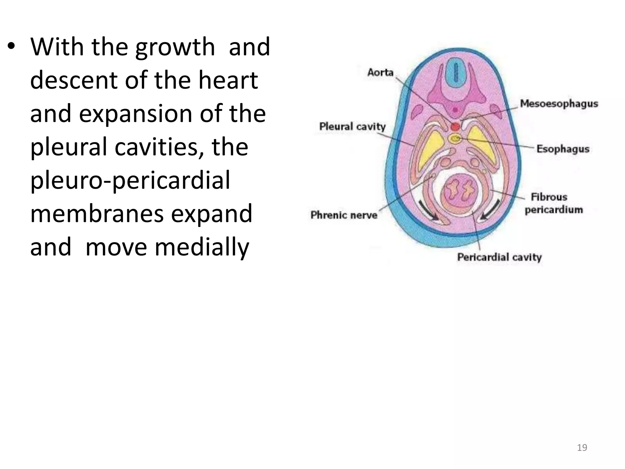 1. DEVELOPMENT of BODY CAVITY.pptx