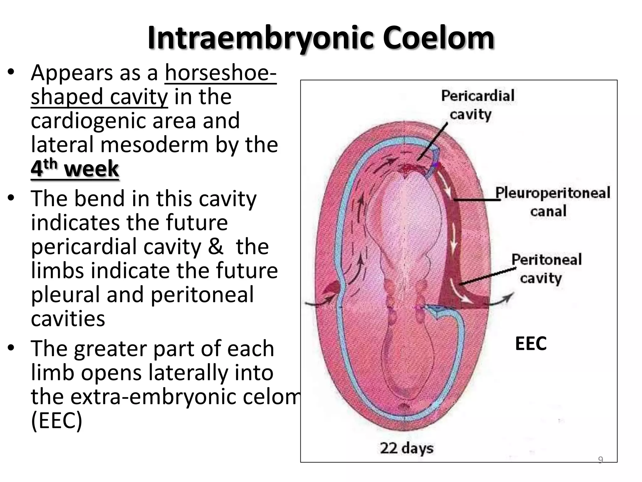 1. DEVELOPMENT of BODY CAVITY.pptx