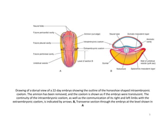 1. DEVELOPMENT of BODY CAVITY.pptx