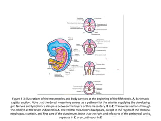 1. DEVELOPMENT of BODY CAVITY.pptx