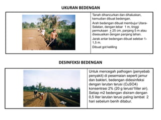 1.PembibitanTEMB.ppt