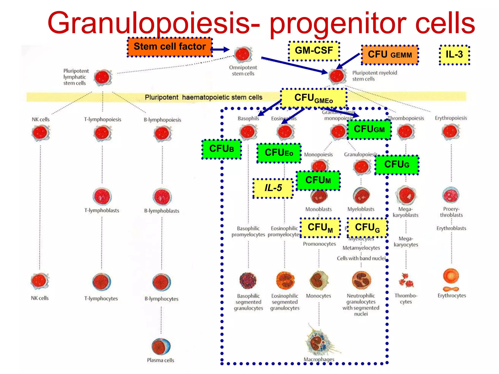 1. Leucopoiesis - myeloid.ppt
