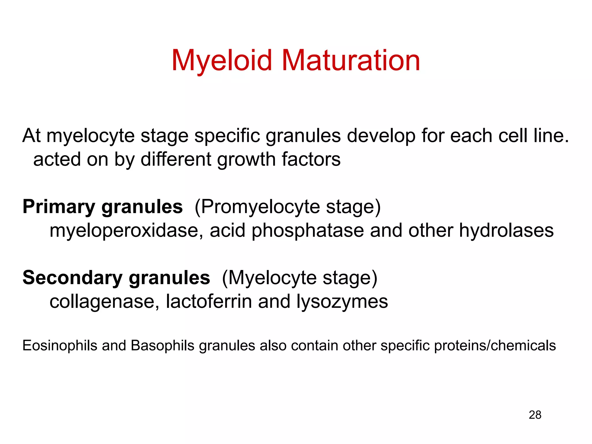 1. Leucopoiesis - myeloid.ppt