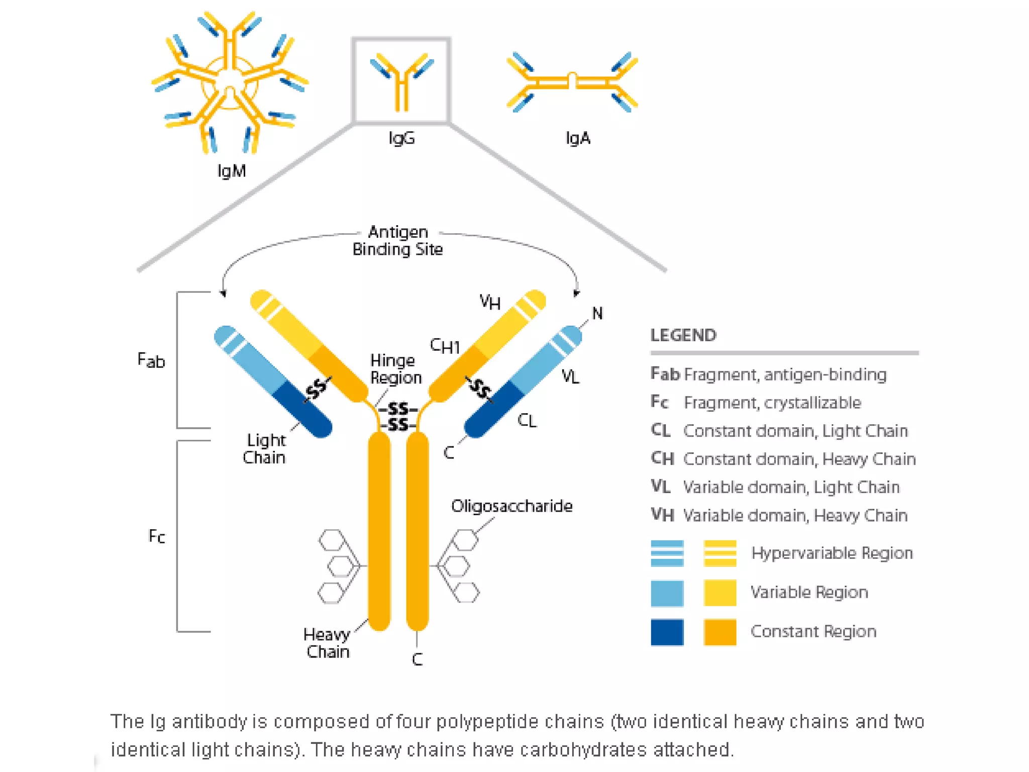IMMUNOKIMIA.ppt