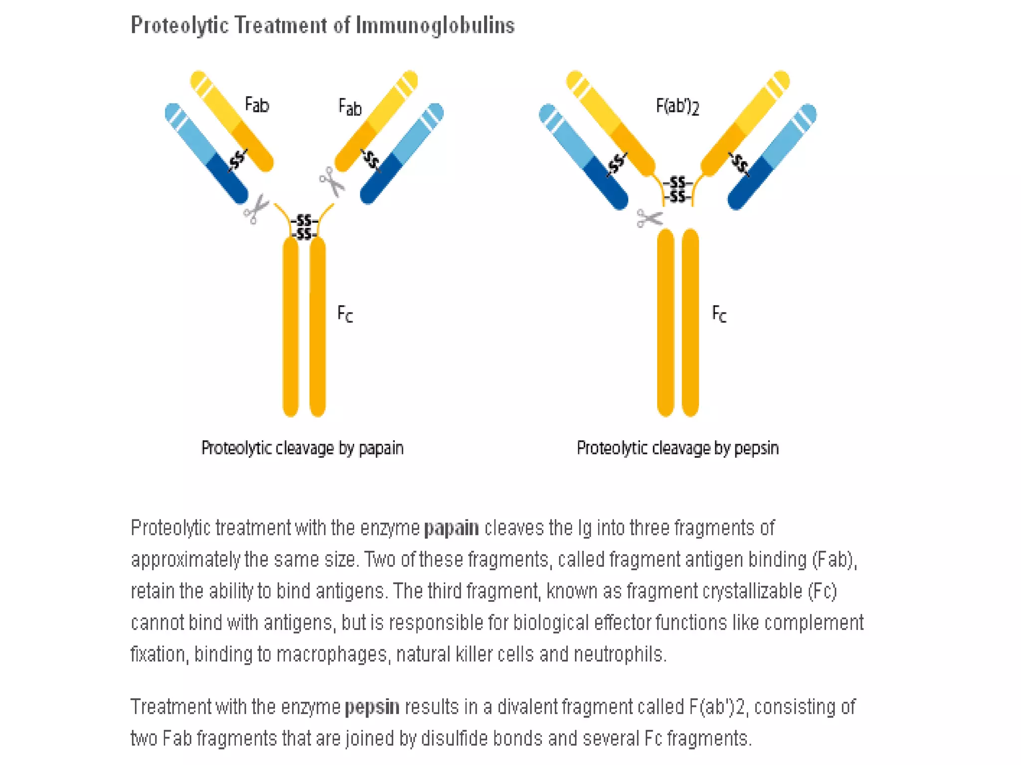 IMMUNOKIMIA.ppt