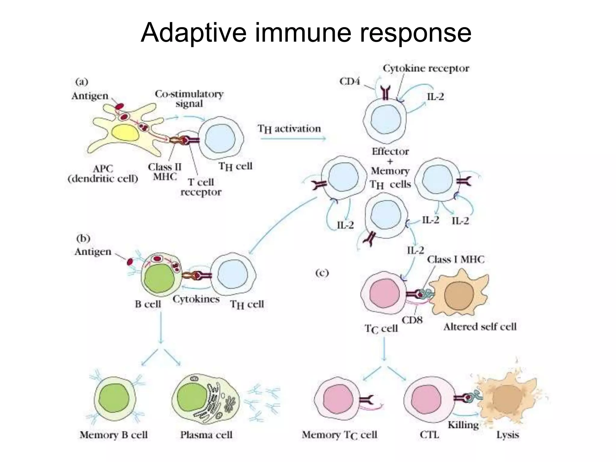 IMMUNOKIMIA.ppt