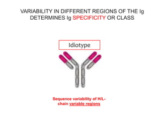 IMMUNOGLOBULINS.ppt