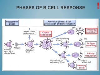 IMMUNOGLOBULINS.ppt