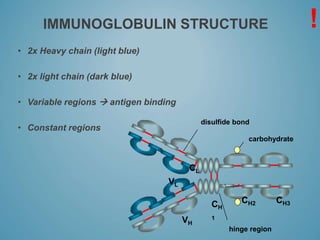 IMMUNOGLOBULINS.ppt
