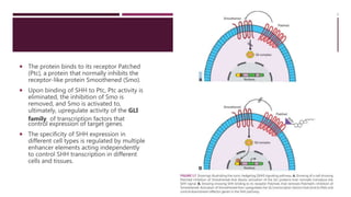 1. 1Introduction to Molecular regulation and signaling.pptx