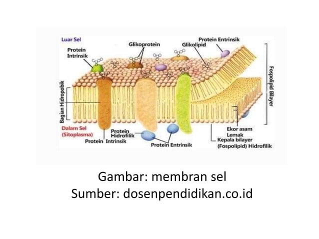 1. KOMPONEN KIMIAWI SEL.ppt
