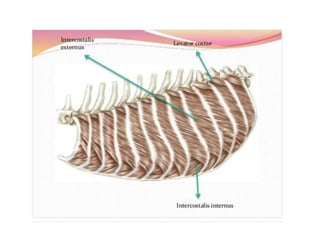 Surgical approahes to thorax.pptx