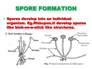 1. DEVELOPED BY NVS.ppt
