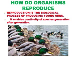 1. DEVELOPED BY NVS.ppt
