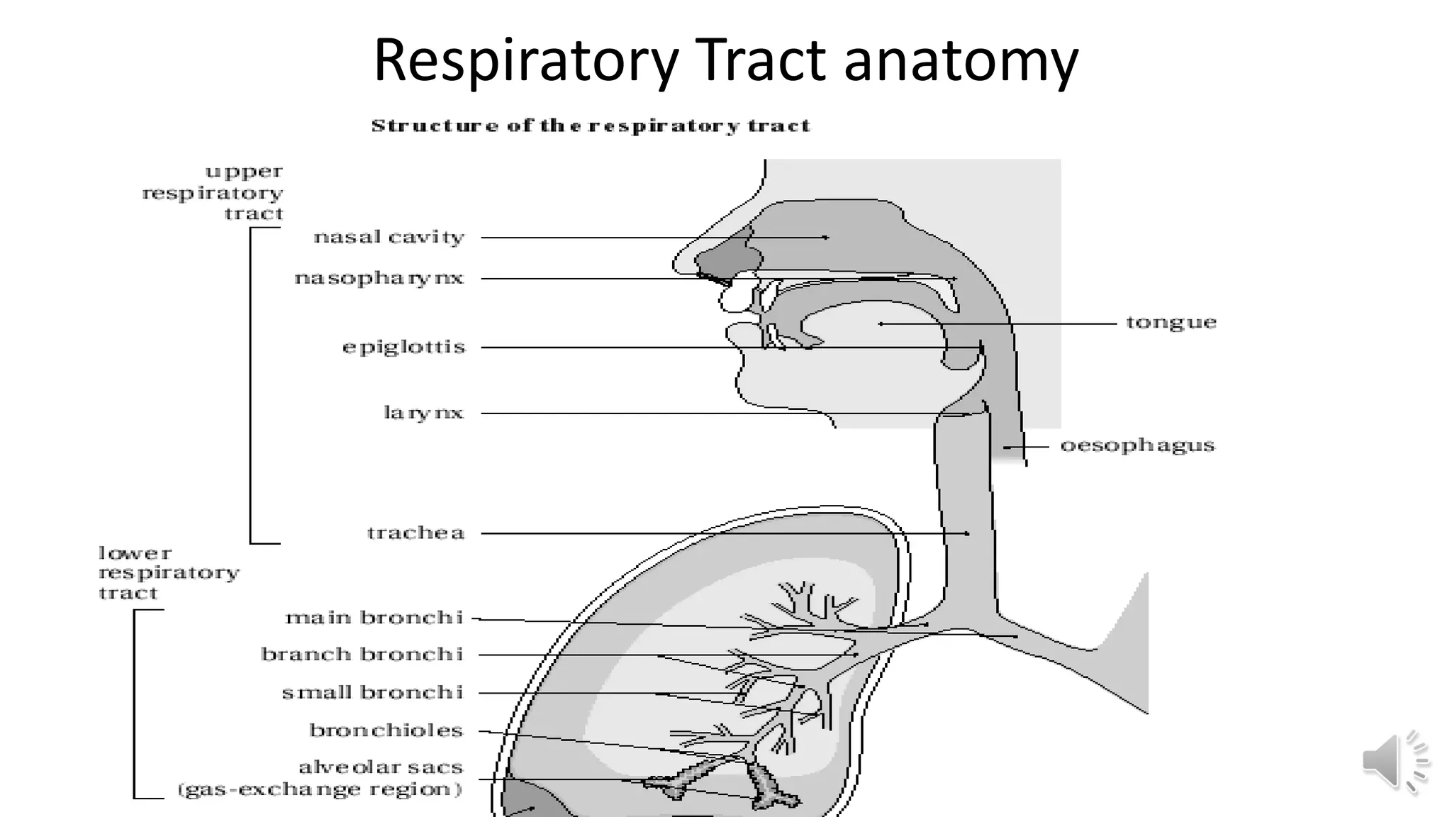 1. Upper Respiratory Tract Infections CCM - Copy.pdf