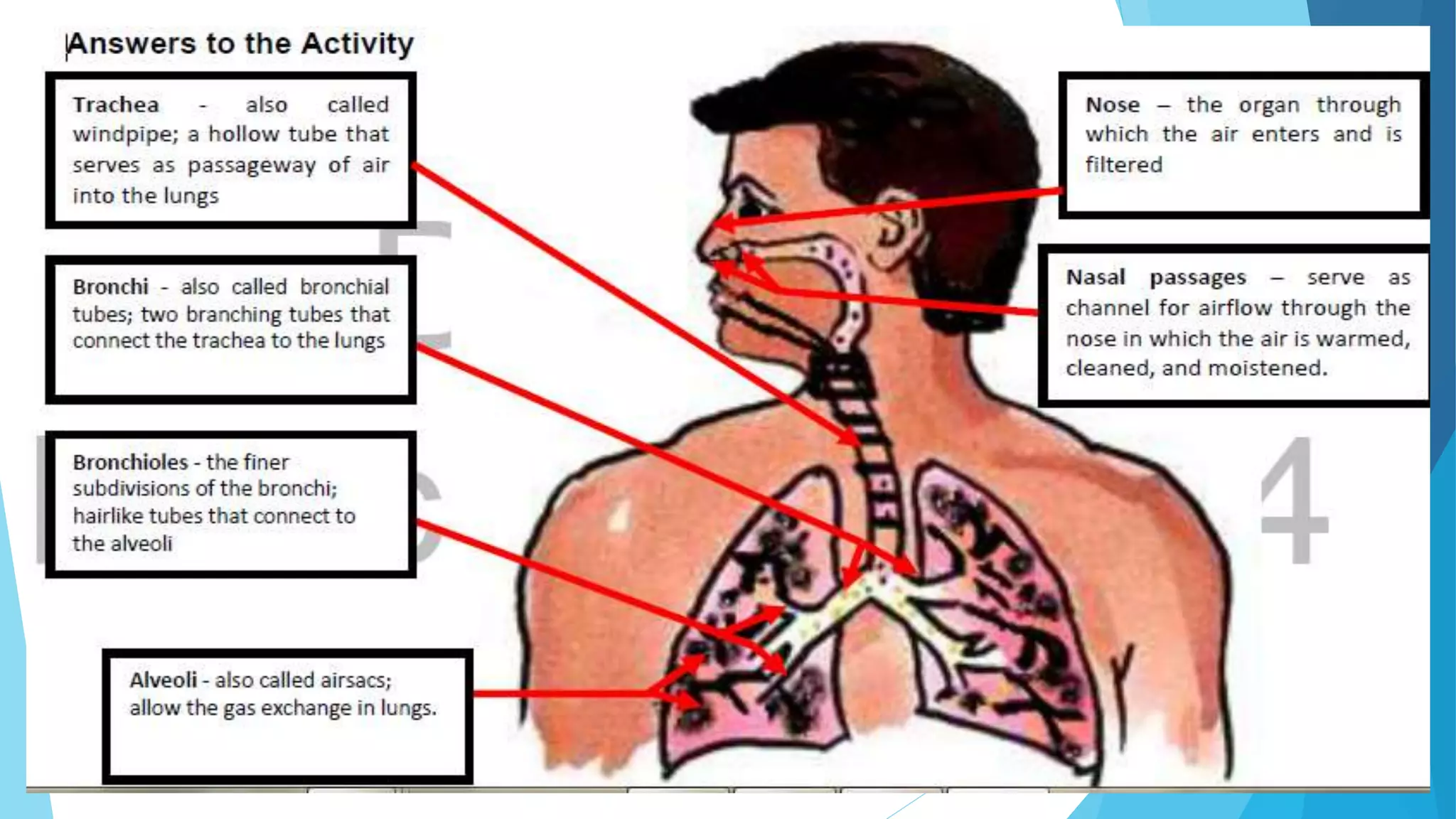 1. The Human Breathing System.pptx