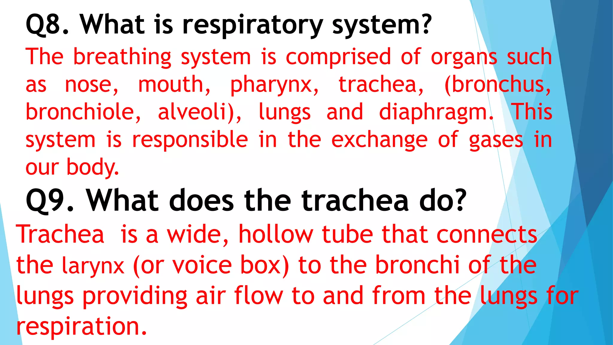 1. The Human Breathing System.pptx