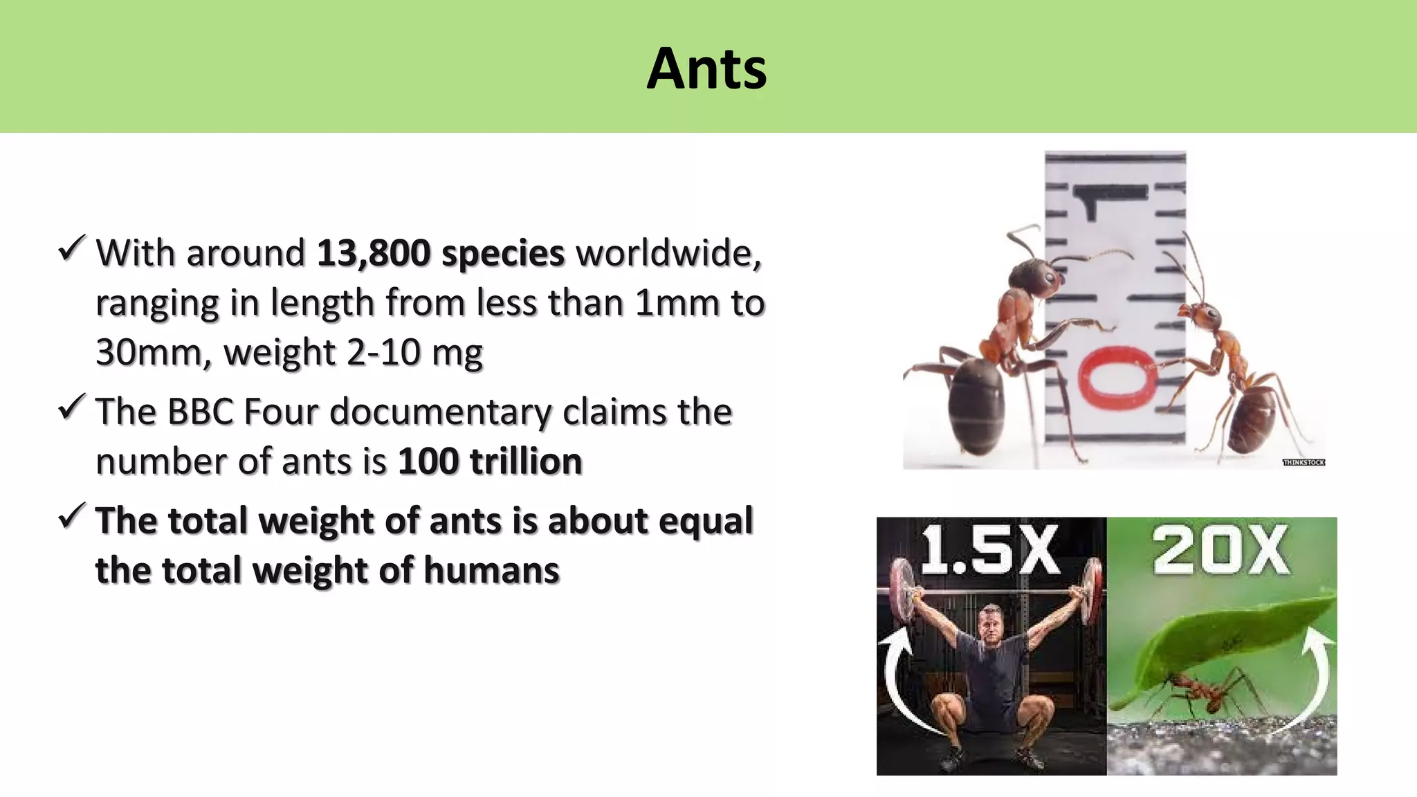 1. Purnama Hidayat-taxonomy ants.pdf