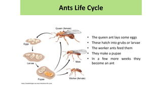 1. Purnama Hidayat-taxonomy ants.pdf