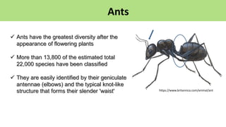 1. Purnama Hidayat-taxonomy ants.pdf