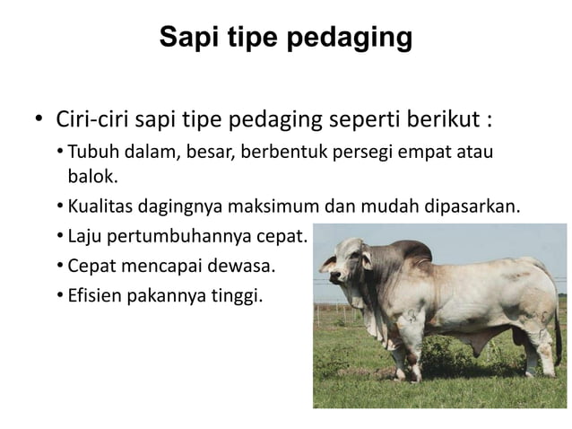 1. PEMILIHAN DAN PENILAIAN TERNAK POTONG.pdf
