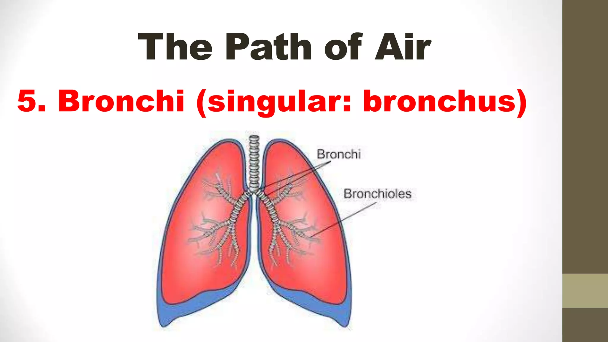 1. Respiratory System ppt.ppt