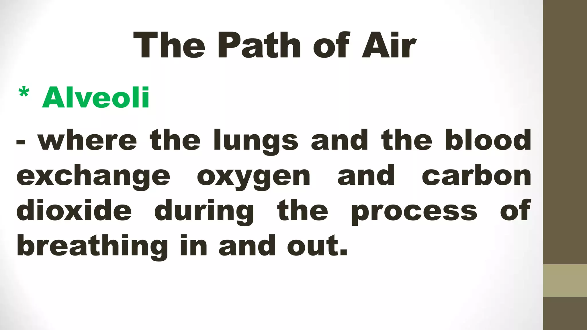 1. Respiratory System ppt.ppt