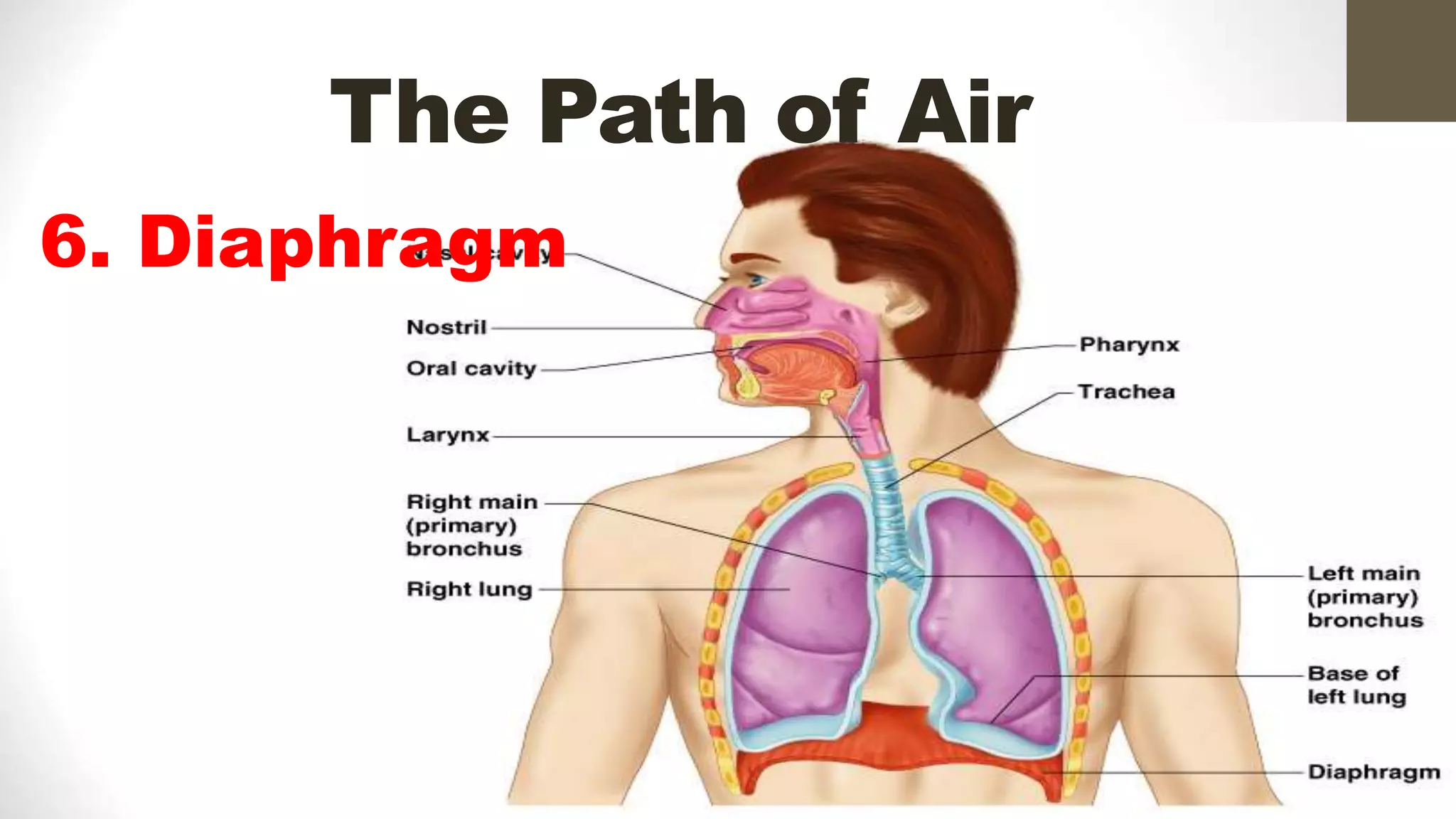 1. Respiratory System ppt.ppt