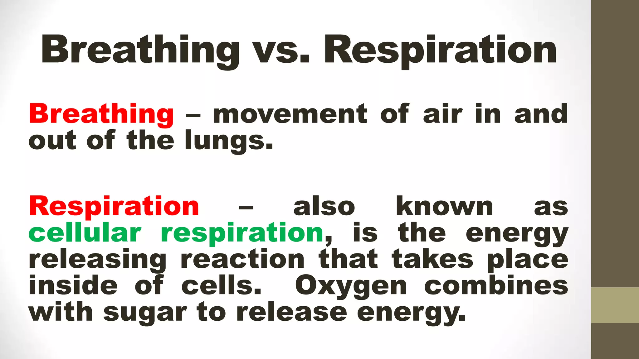 1. Respiratory System ppt.ppt
