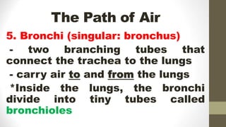 1. Respiratory System ppt.ppt