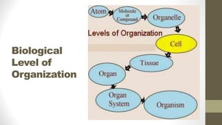 1. Respiratory System ppt.ppt
