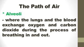 1. Respiratory System ppt.ppt
