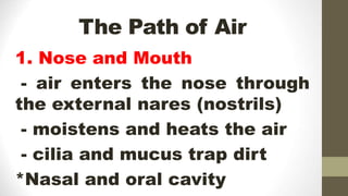 1. Respiratory System ppt.ppt