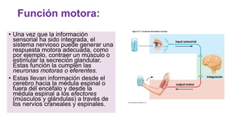 1. Generalidades del sistema nervioso.pptx