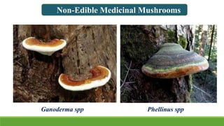 Mushroom polysaccharides as anticancer agents-Dr C R Meera | PPTX
