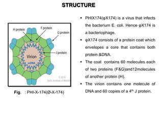 1.ARTIFICIAL VIRUS OR DESIGNER VIRUS.ppt