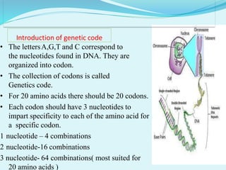 1. Genetic Code.pptx