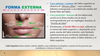 region labial | PPTX