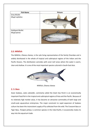 Indian Fishes With Names